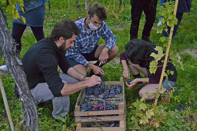6 Wine Tasting in Valpolicella Classica: the Cradle of Amarone - Discovering the Valpolicella Varietals