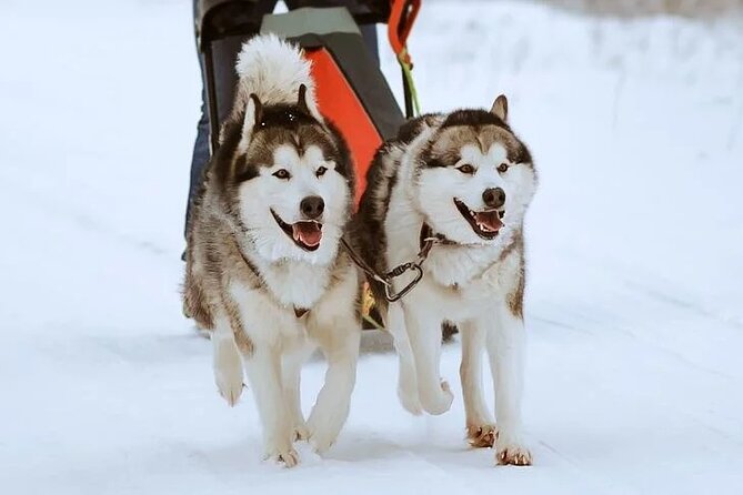 8-10km Husky Ride in the Taiga Forest and Visiting the Kennel - Wildlife Encounters, Including Wild Reindeer