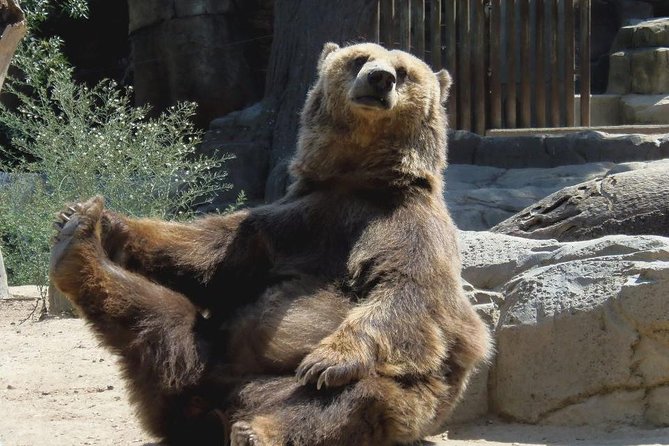 Bears Sanctuary, Draculas Castle, Brasov Day Trip Private Tour From Bucharest - Tour Highlights