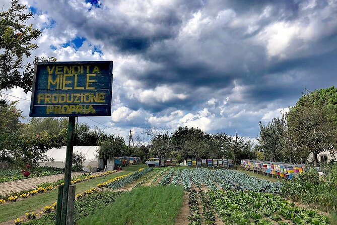 Bike Tour With Honey and Artichockes on Sant'Erasmo Island - Health and Accessibility