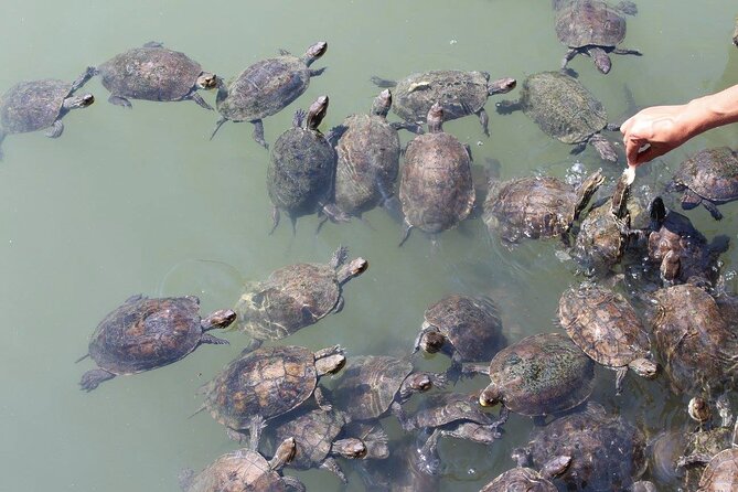 Bodrum Turtle Beach Tour With Mud Baths & King Tombs - King Tombs Visit