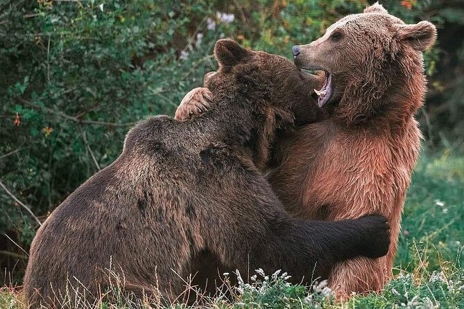 Brown Bear Sanctuary, Rasnov Fortress and Bran Castle Tour From Brasov - Tour Experience