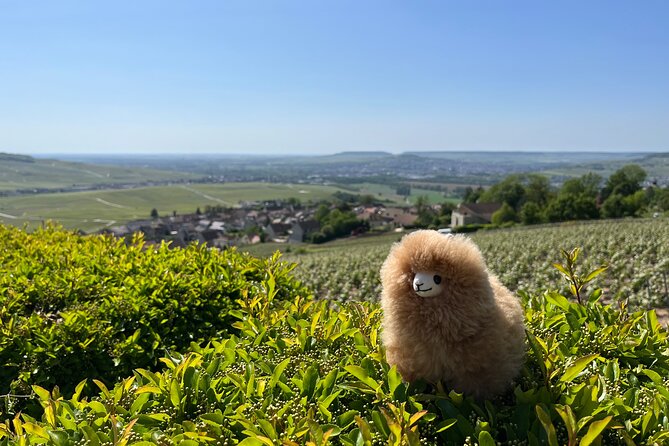 Burgundy Wine & Cheese Tasting Private Day Trip 15 Glasses - Booking Information