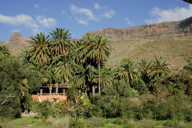 Camel Ride in Fataga With Tapas and Drinks - Tapas and Drinks: A Taste of Canarian Cuisine
