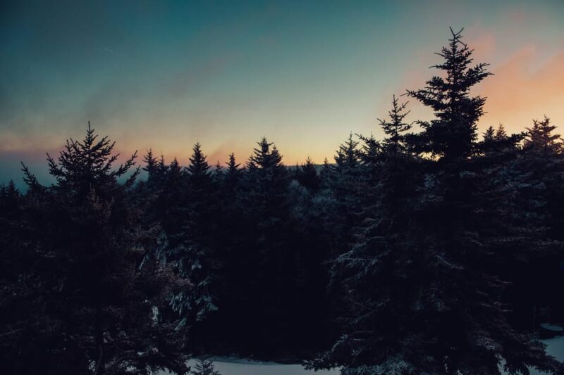 Chamonix: Snowshoeing With Local Cheese & Wine Tasting - Discovering the Local Flora and Fauna