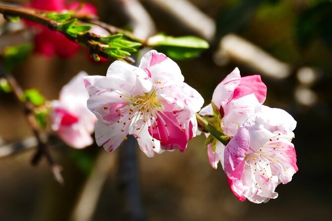 Cherry Blossom Private Tour - Inclusions and Cancellation