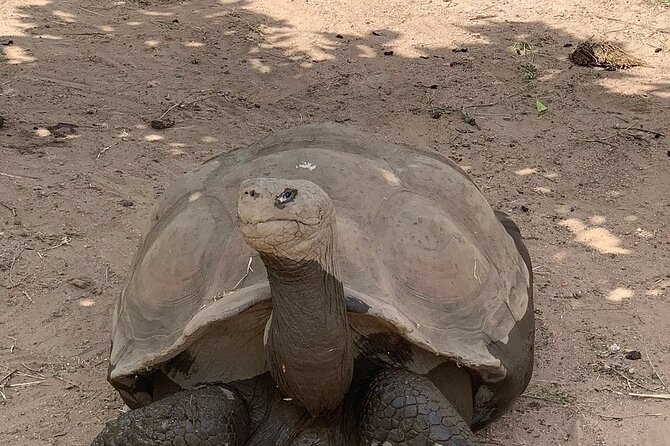 Corsica A Cupulatta Turtle Park Skip the Line Admission Ticket - Visitor Experience and Accessibility
