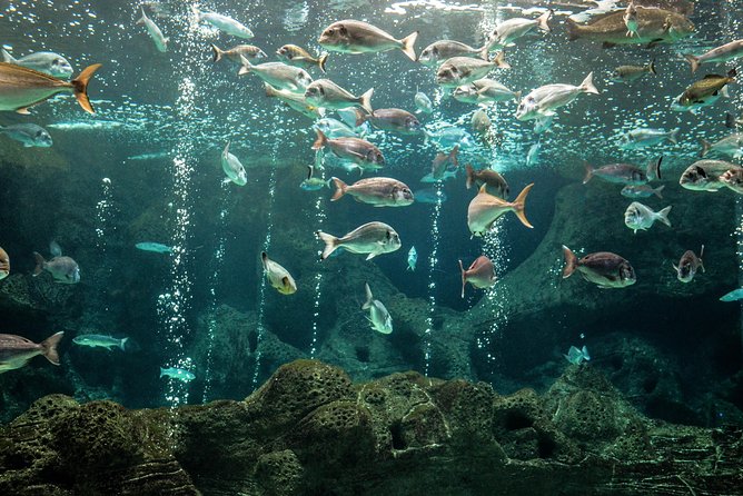 CRETAquarium Entrance Ticket in Crete - Future Hours