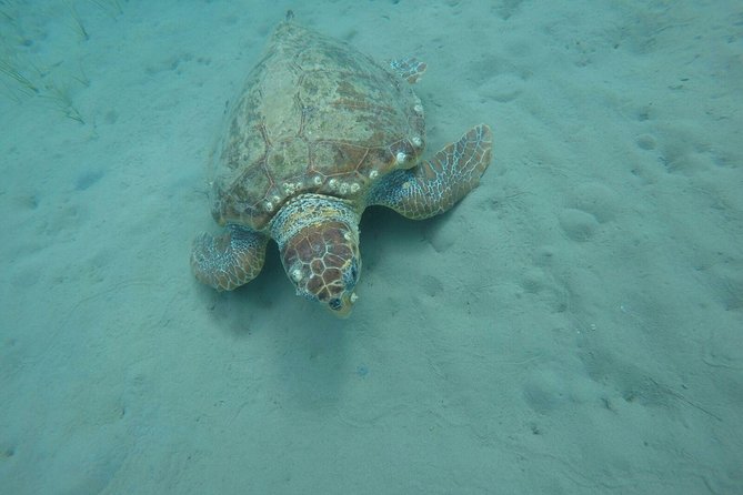 Cruise to Turtles Island and Caves With a Glass Bottom Boat - Meeting Point and Pickup Options