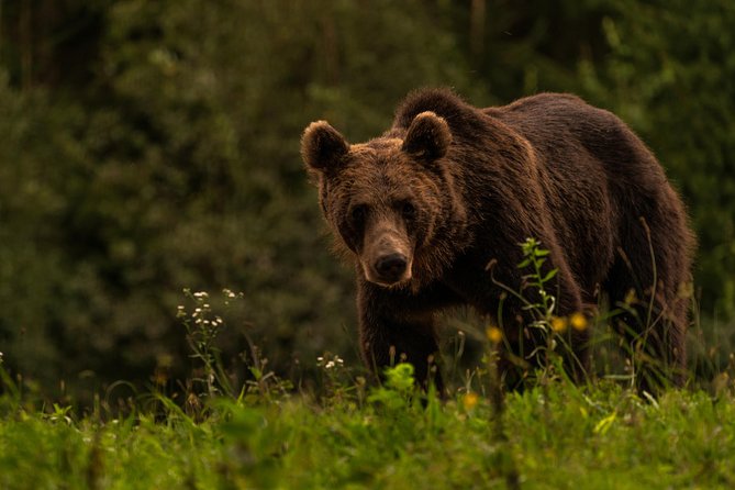 Day Trip & Bear Watching in the Land of Volcanoes - Experiencing the Captivating Cave Adventure