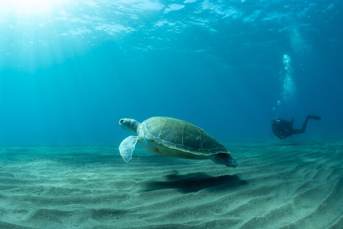 Discover Beginner Diving in Tenerife - Inclusions and Pricing