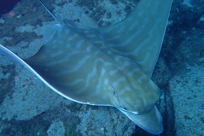 Discover Scuba Diving, Tenerife. Photos and Videos Included - Private Tours for an Exclusive Experience