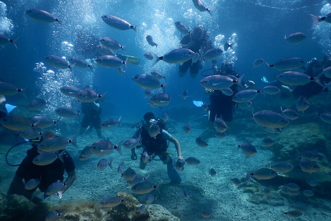 Discover Scuba Diving - Accessibility and Participation