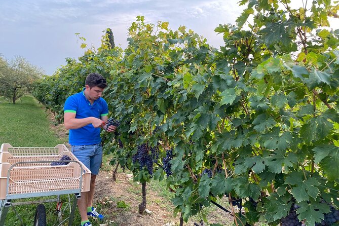 Discover the Amarone Wine: 1 Winery With Delicious Food Pairing - Savoring the Flavors: A Gourmet Pairing Experience