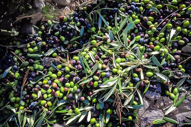Discovering Extra Virgin Olive Oil - Tasting the Local Specialties