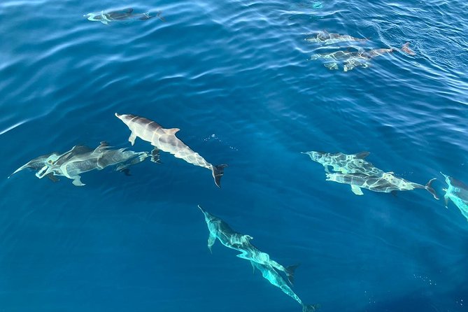Dolphin Searching Tour in Puerto De Mogán Review - Getting There and Logistics