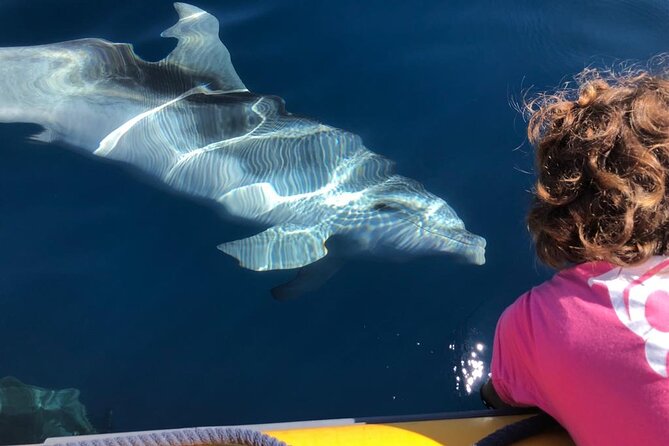 Dolphin Watching and Snorkeling in Figarolo in Sardinia - Inclusions and Exclusions