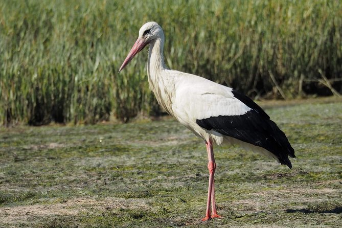 Eco Boat Tour in the Ria Formosa Lagoon From Faro - Educational Focus of the Tour