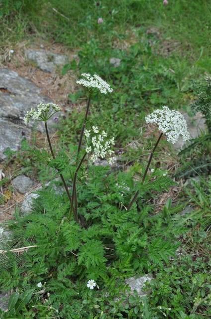 EDIBLE SPONTANEOUS PLANTS - Costs and Logistics