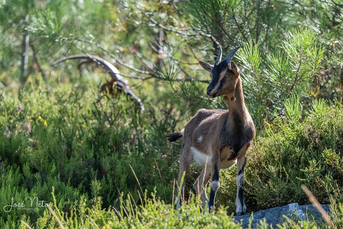 Ermelo Fisgas Trail Review: A Must-Do Adventure - Picnic Lunch and Refreshments