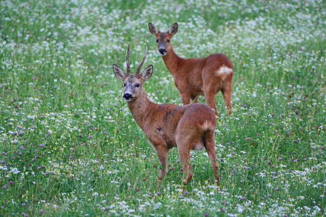 Evening Wildlife Safari From Stockholm - Customer Reviews and Experiences