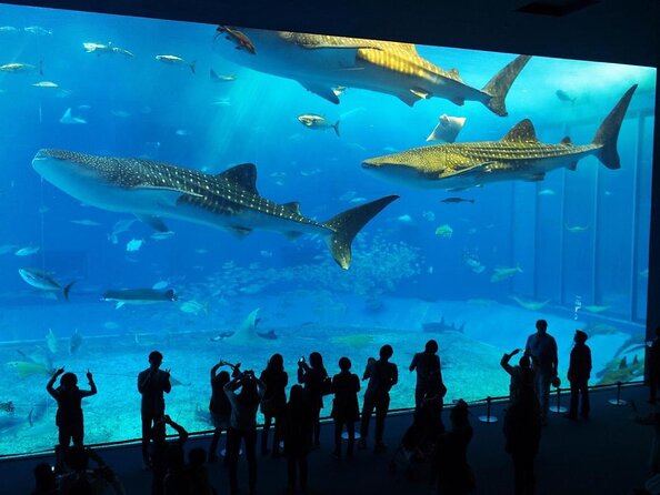Explore Okinawa With Private Sedan Car Hire Driver - Operational Details and Activity Times