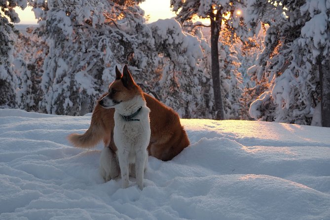 Explore Winter Woods: Snowshoe Walk With Local Biologist - Additional Information for Participants