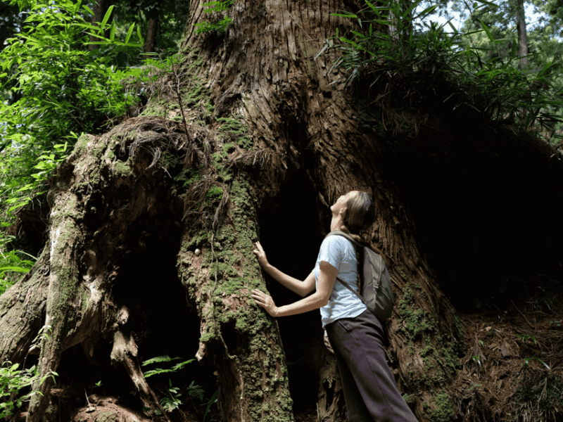 Fm Odawara: Forest Bathing and Onsen With Healing Power - Relaxing in the Onsen