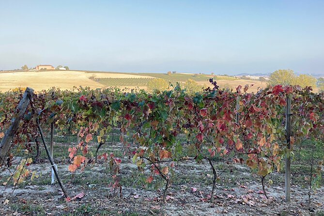 Fresh Pasta With a View in Langhe, Roero, Monferrato Near Asti - Accessibility and Policies
