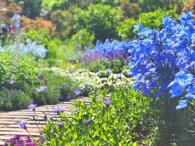 From Nagano and Karuizawa: Ashikaga Flower Park Colours - Ashikaga Flower Park
