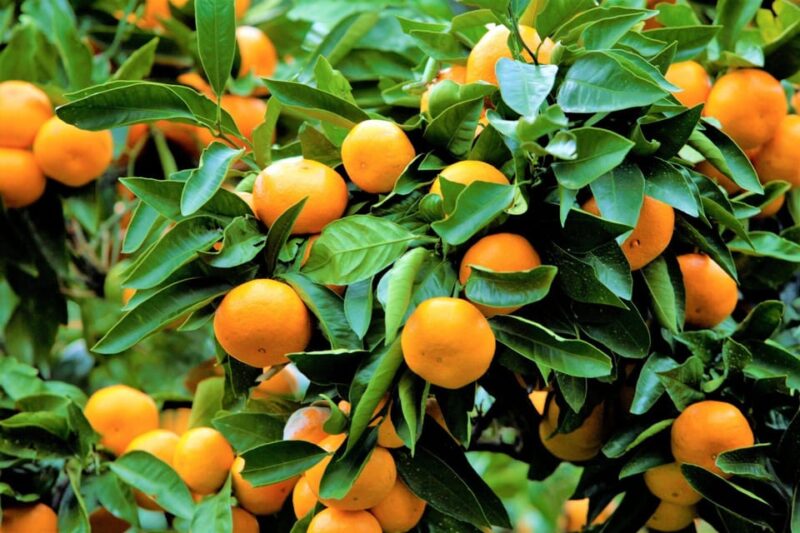 From Nogaya：Fireworks and Orange Picking 1 Day Tour - Activities and Attractions