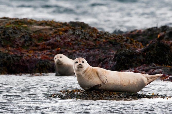 From Reykjavík: 4, 5, 6 or 7-Day Small-Group Ring Road Tour - Traveler Experience and Recommendations