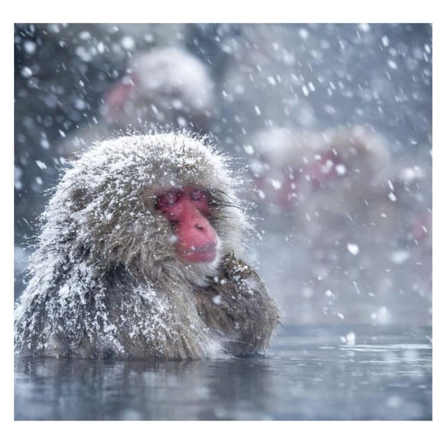 From Tokyo/Nagano: Luxury Snow Monkey Private Full-Day Tour - Discovering Zenko-ji Temple
