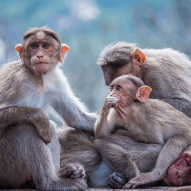 From Tokyo: Snow Monkey Park & Zenko-ji Temple Private Tour - Customization and Experience