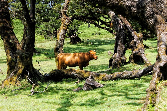Full Day Private 4x4 Tour in West Madeira With Local Guide - Customer Reviews