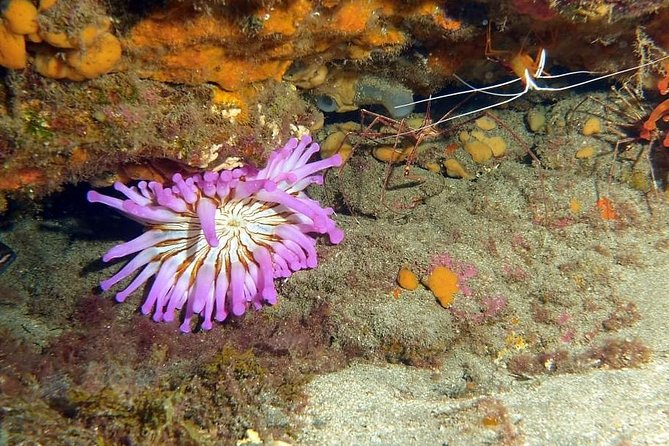 Gran Canaria 3 Days / 6 Dives in Various Locations - Booking Details and Pricing Options
