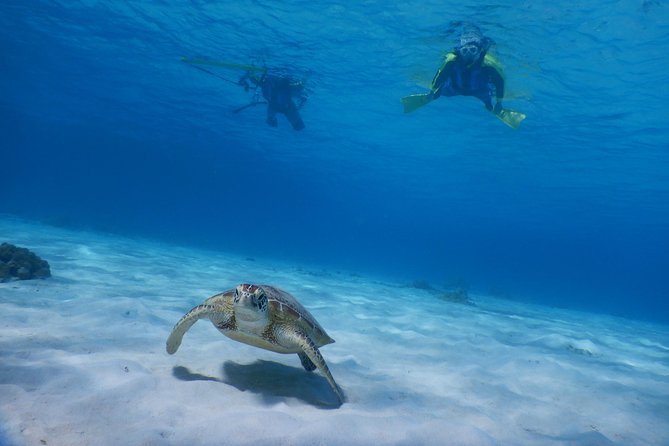 Half-Day Kayak Tour on the Kerama Islands and Zamami Island - Meeting and Pickup Information