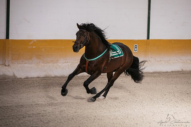 Horse and Flamenco Show in Malaga With Dinner - Accessibility and Participation