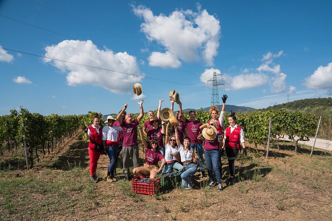 In a Carriage Among the Vineyards, Visit of the Cellar, Tasting of Organic Wines. - Exploring the Cellar