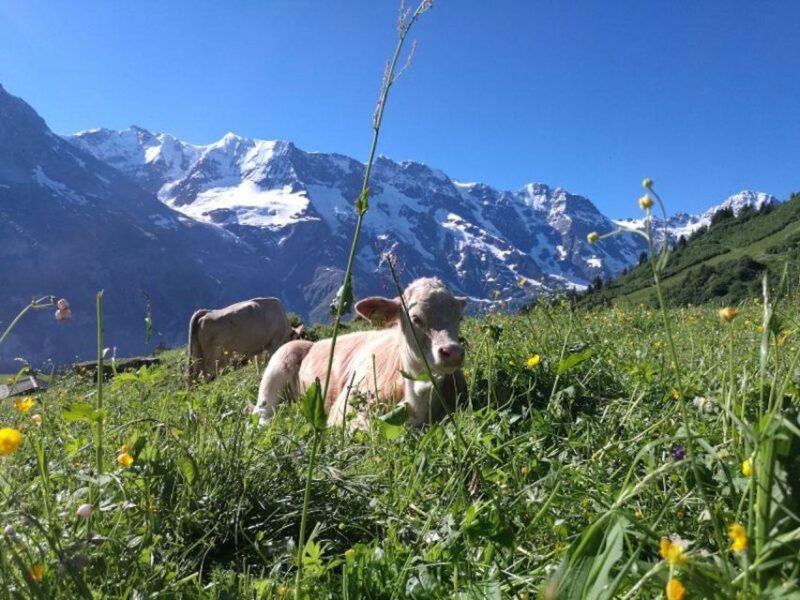 Interlaken: 72 Waterfalls Valley & Lauterbrunnen E-Bike Tour - Participant Requirements