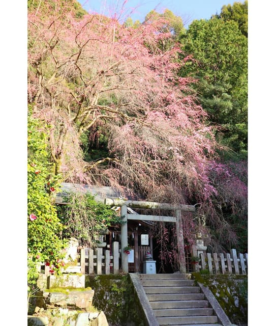 Kansai 10-Hour Chartered Day Trip｜Kyoto - Vehicle and Driver Information