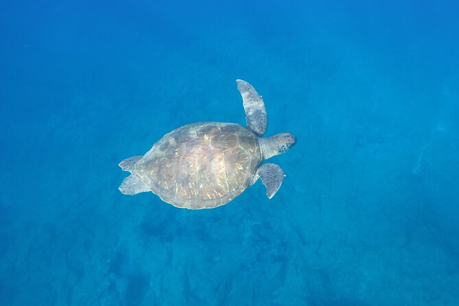Kayak Route in Tenerife South: Review - Wildlife Sightings and Experiences