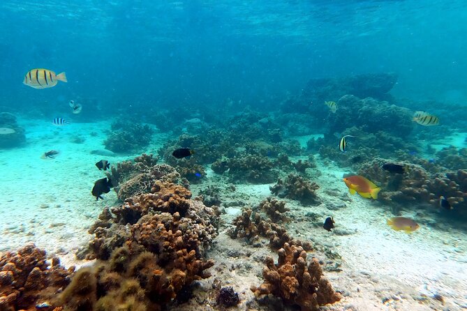 Kayak & Snorkel: Private Tour in Yanbaru, North Okinawa - Health and Safety Considerations