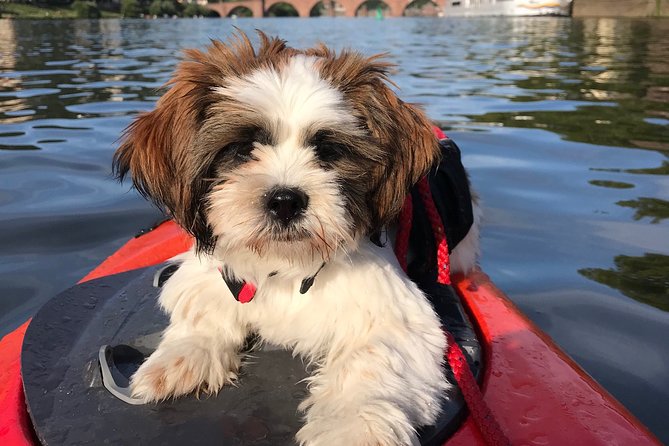 Kayak-Tour in Heidelberg on River Neckar - Safety Measures and Equipment Provided