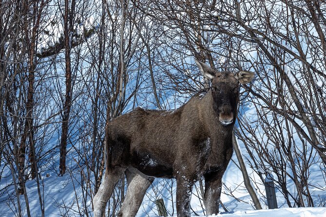 Kvaløya to Sommarøy Tour Review - Wildlife Encounters