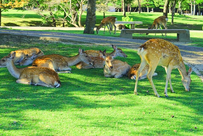 Kyoto and Nara UNESCO Highlights Full-day Tour From Osaka - Tour Accessibility and Recommendations