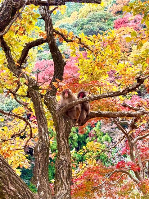 Kyoto: Fully Customizable Your Own Tour in the Old Capital - Guide Information
