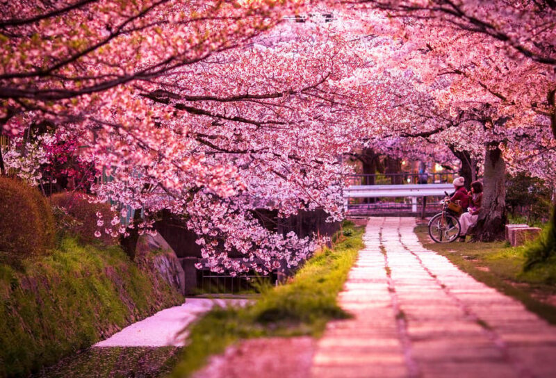 Kyoto & Nara Private Customized, Guided Tour - Private Driver-Guide