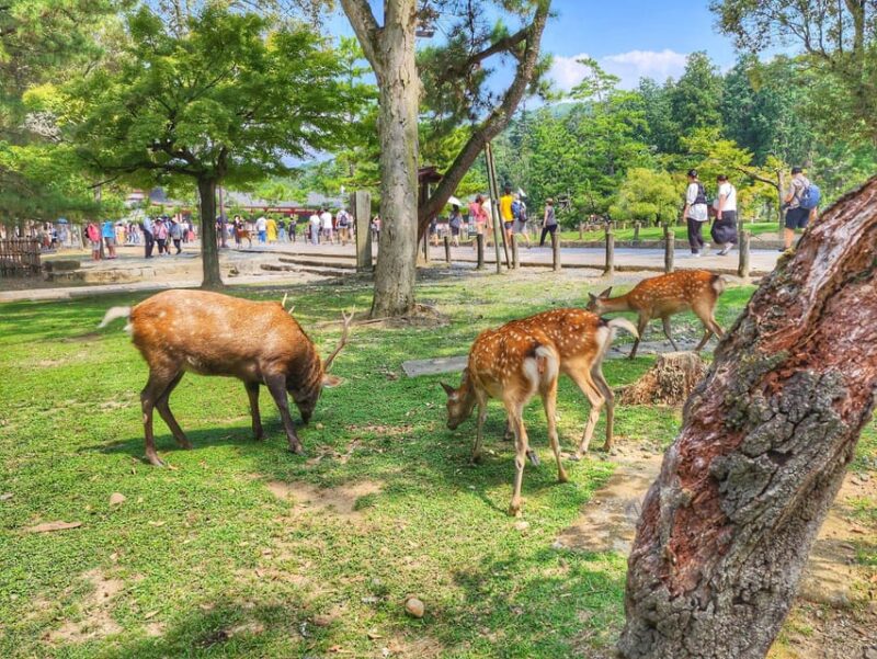 Kyoto: Nara, Todaiji, Kasuga Taisha Shrine Private Full Day - Exploring Naras Zen Gardens and Temples