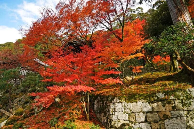 KYOTO: Sophisticated Harmony Journey: 4 Calming Scenes - Visiting Shoren-in Monzeki